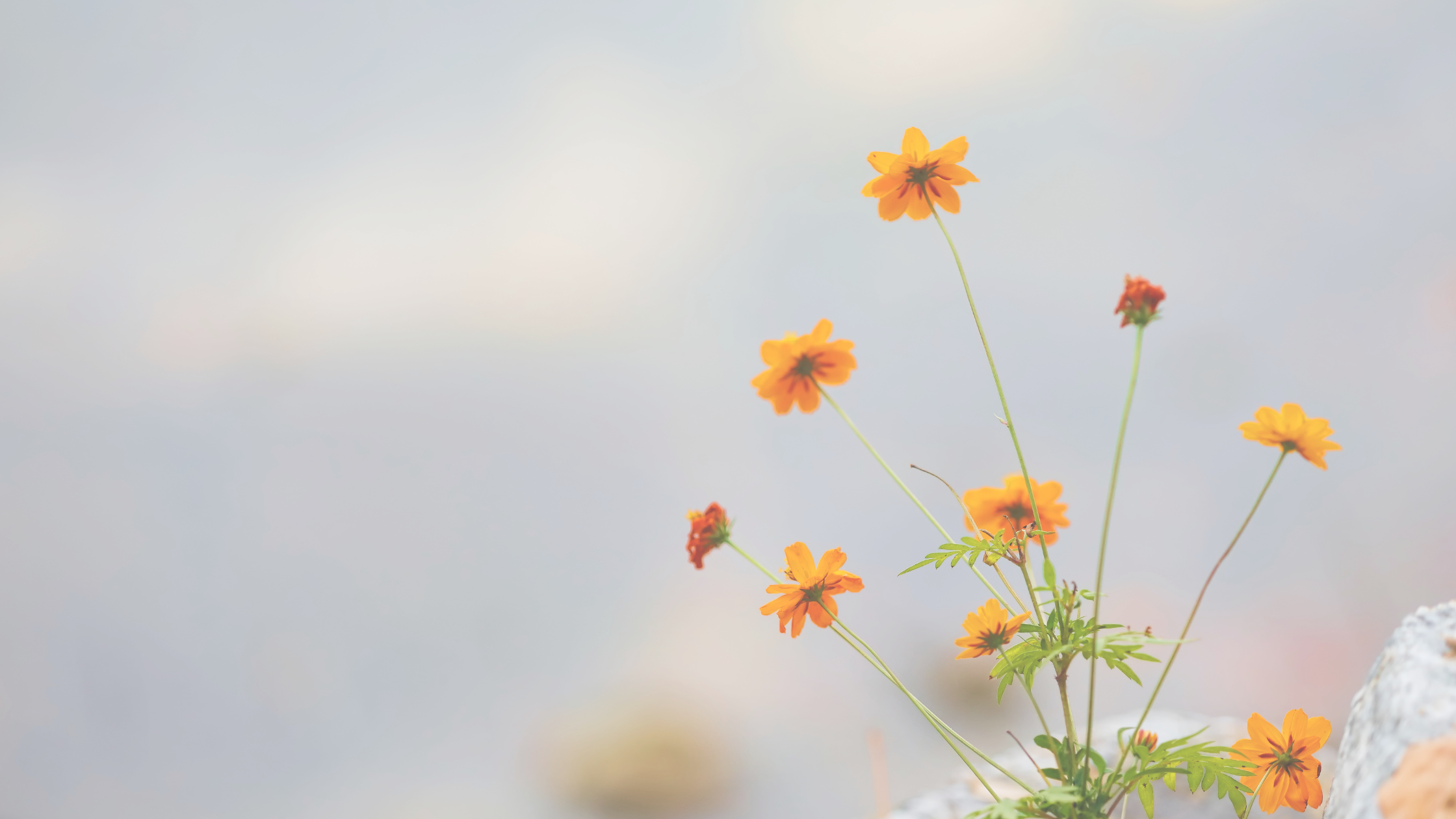 Emotion Management Coaching Group - Yellow Chair Collective